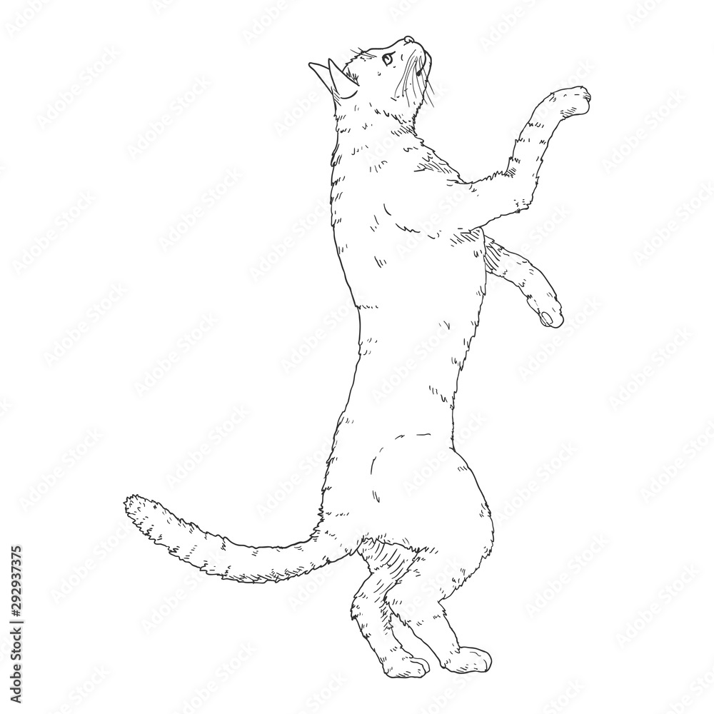 Cat on his Hind Paws. Vector Sketch Feline Illustration Stock Vector ...