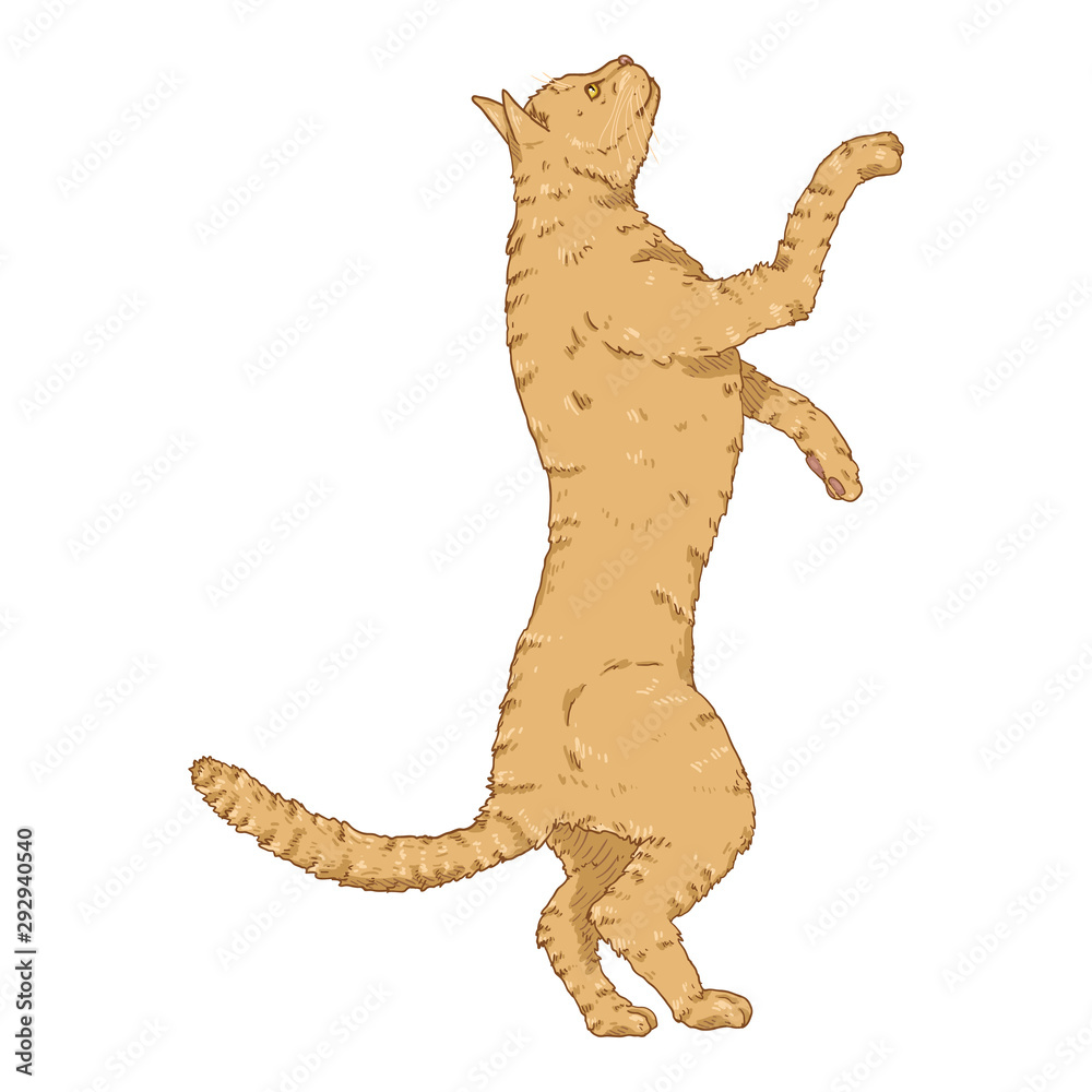 Cat Asking for Food or Attention. Vector Cartoon Feline Illustration ...