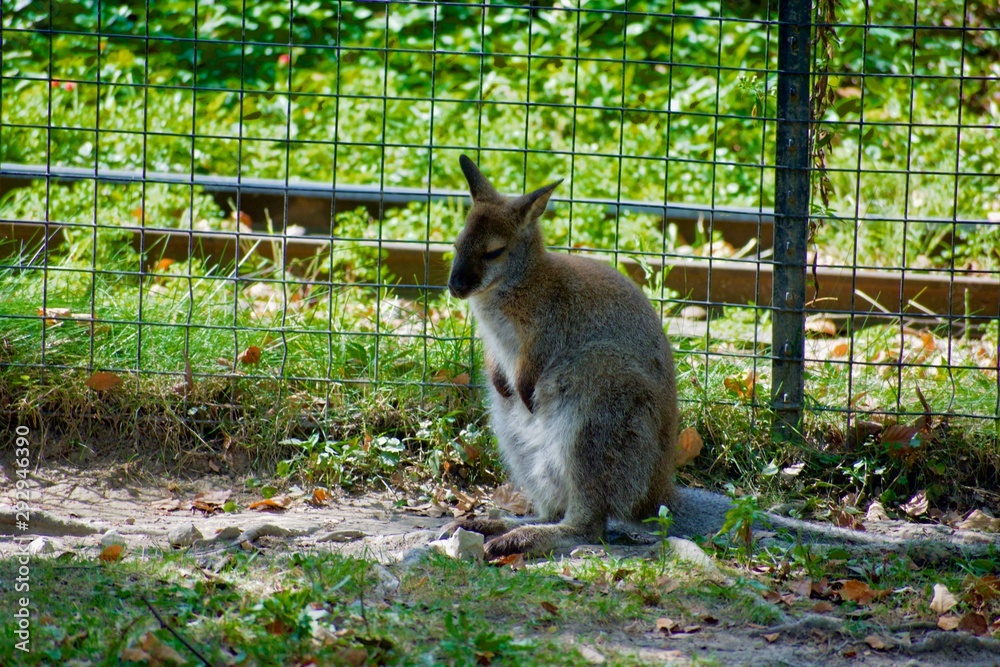 Baby Wallaroo
