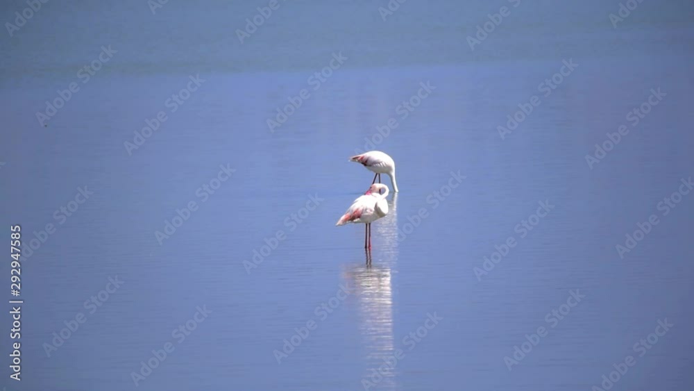 Group of Phoenicopterus rubers commonly known as Greater Flamingos ...