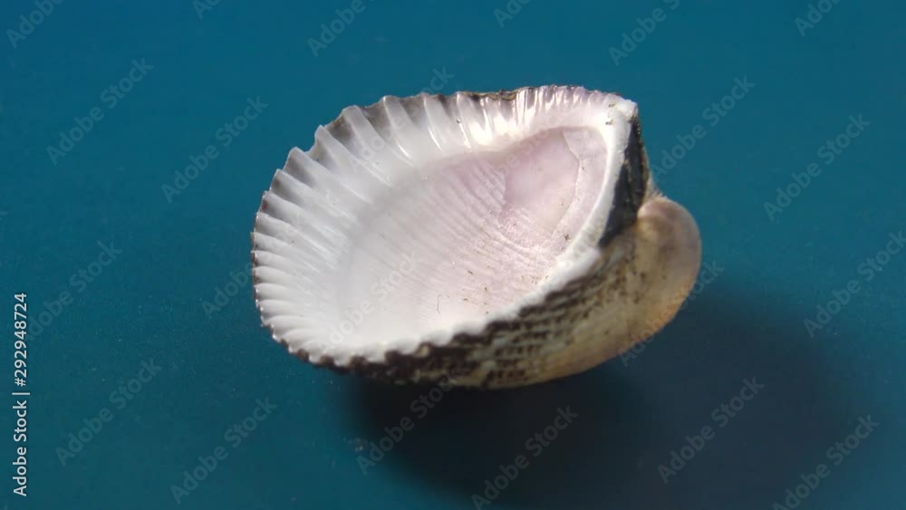 Scapharca - Bivalve mollusk shell (Anadara inaequivalvis) an invader in ...