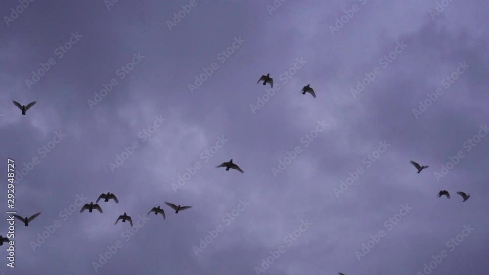 slow motion flock of bird flying early morning little corella, short ...