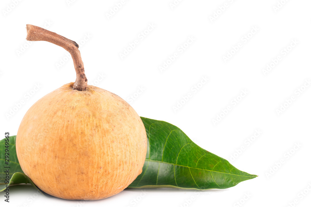 half santol fruit and santol ( meliaceae )and green santol leaf on ...