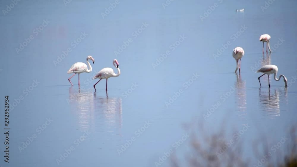 Group of Phoenicopterus rubers commonly known as Greater Flamingos ...