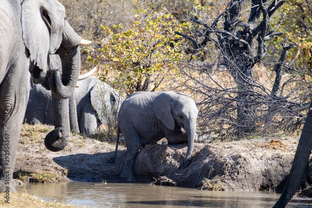 African elephant family in the savannah that dwells in a pool of water ...