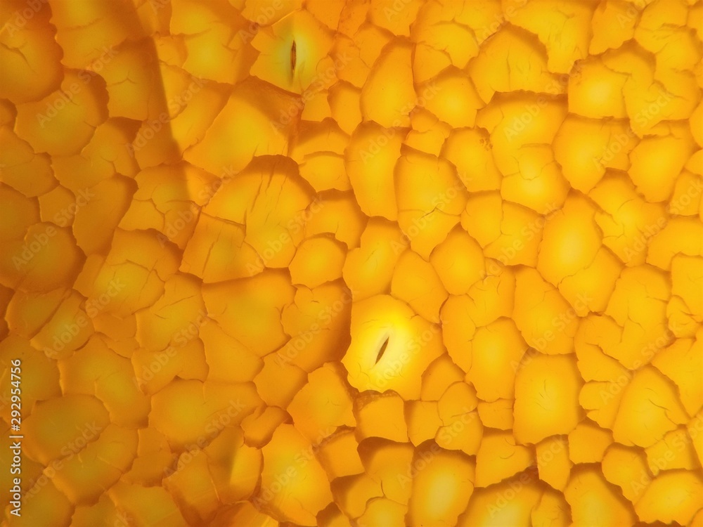 Abstract macro image drawn by the veins of a translucent cross section ...