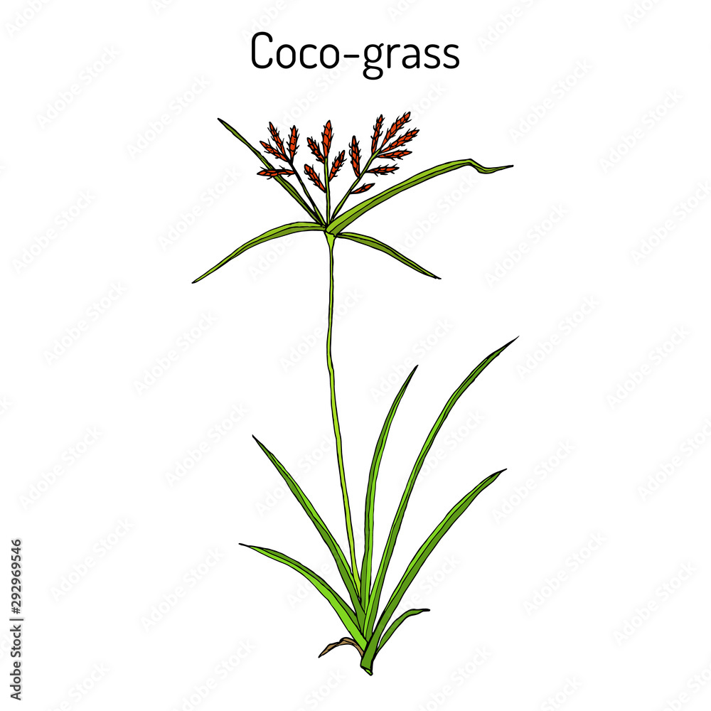Coco-grass Cyperus rotundus , medicinal plant Stock Vector | Adobe Stock