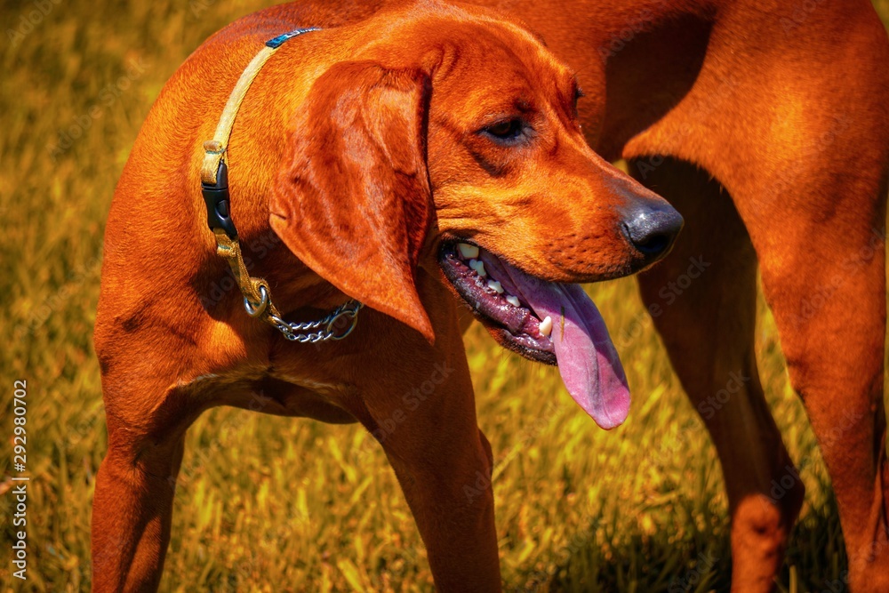 Red Coonhound Puppies