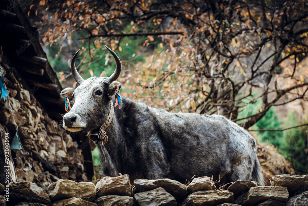Himalaya mountain with Yak animals, Napal. Manaslu circuit trek. Stock ...