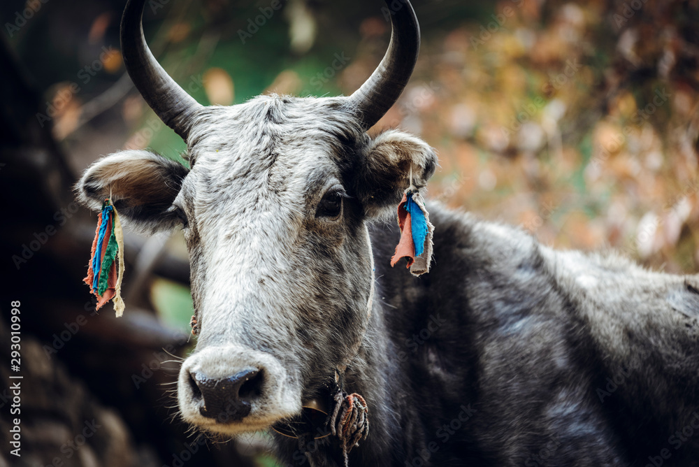 Himalaya mountain with Yak animals, Napal. Manaslu circuit trek. Stock ...
