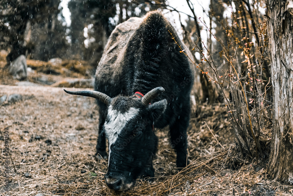 Himalaya mountain with Yak animals, Napal. Manaslu circuit trek. Stock ...
