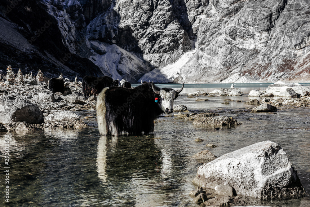 Himalaya mountain with Yak animals, Napal. Manaslu circuit trek. Stock ...