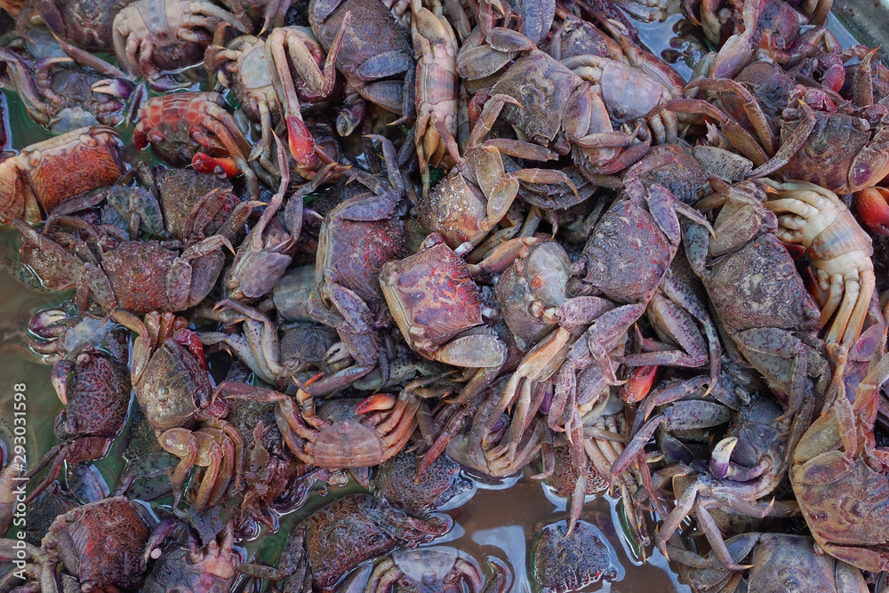 The group of Salted crab or pickled crab. Many fresh black Raw small ...