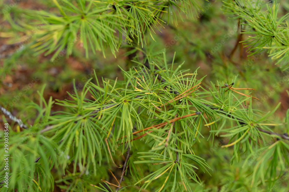 Larch Tree Leaves