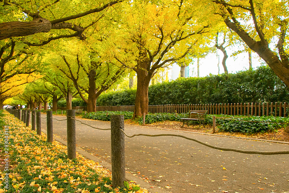Landscape of beautiful yellow ginkgo trees tunnel along the Icho Namiki ...