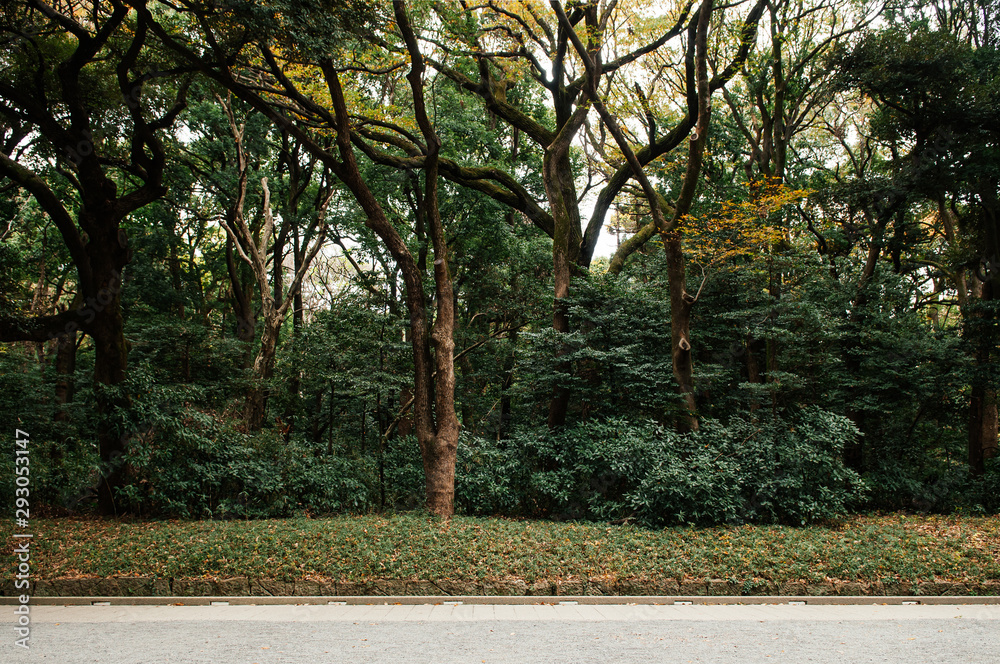 Lush big tree in Meiji Jingu shrine forest and Yoyogi park in Tokyo ...