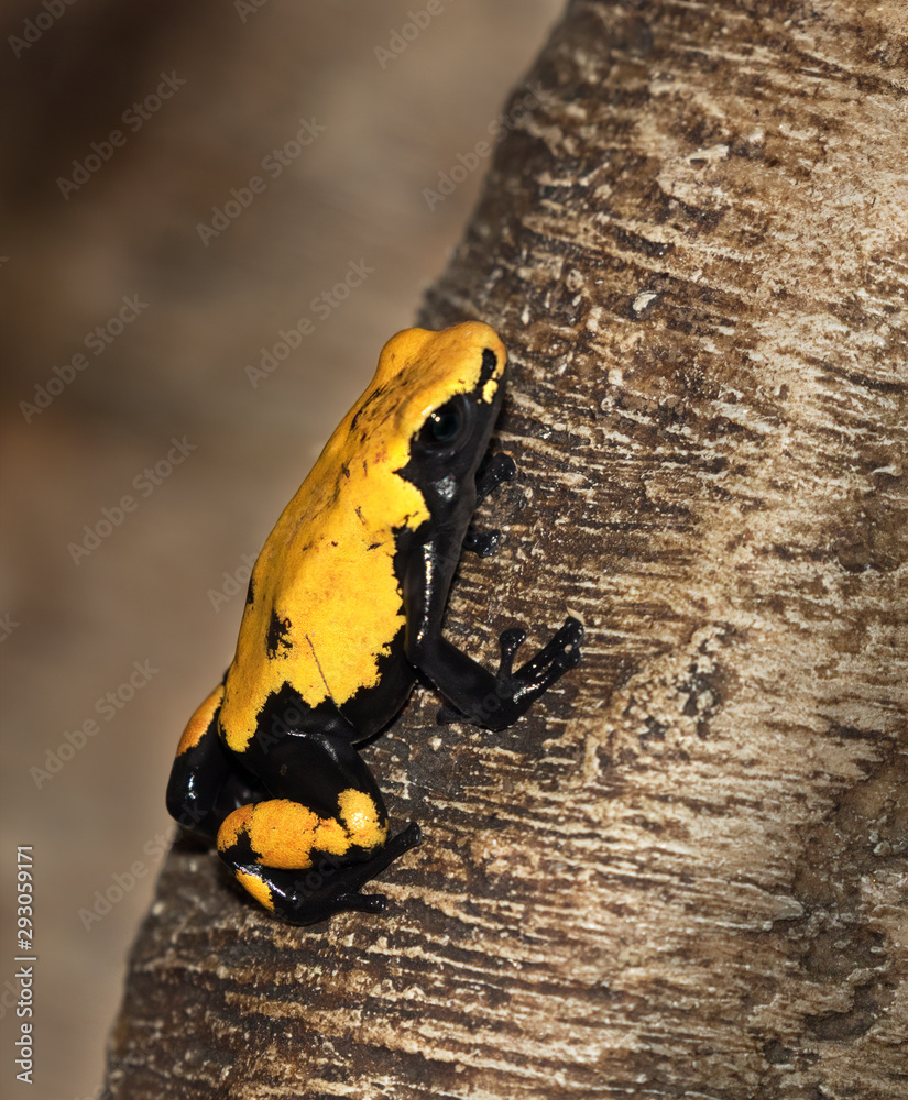 Black-legged Poison Dart Frog (Phyllobates bicolor) Stock Photo | Adobe ...