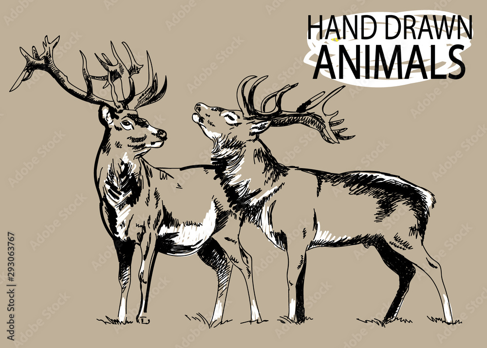 Deer. Drawing by hand in vintage style. Drawing by hand a pen. Deer ...
