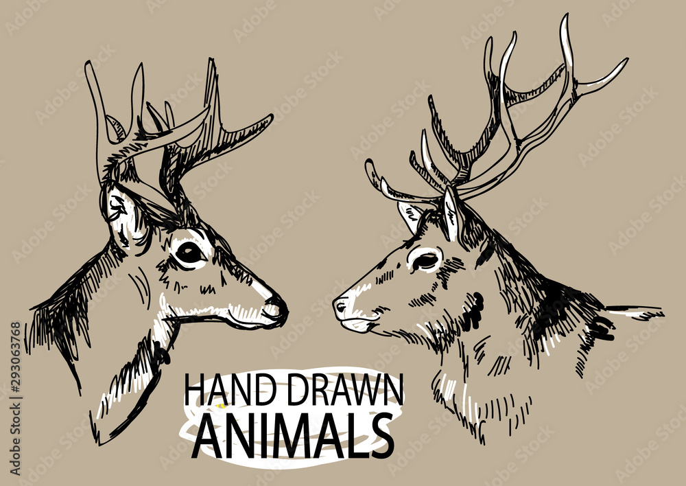 Deer. Drawing by hand in vintage style. Drawing by hand a pen. Deer ...