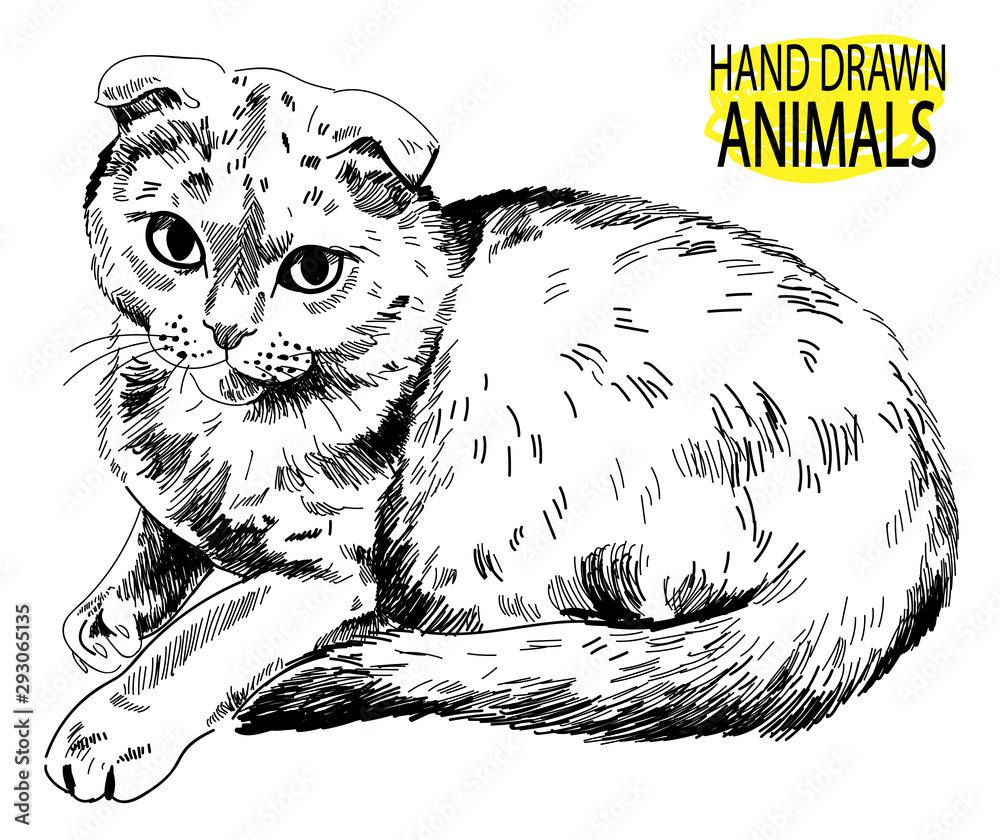 Scottish Fold. The cat is lying. Vector freehand drawing. Stock Vector ...