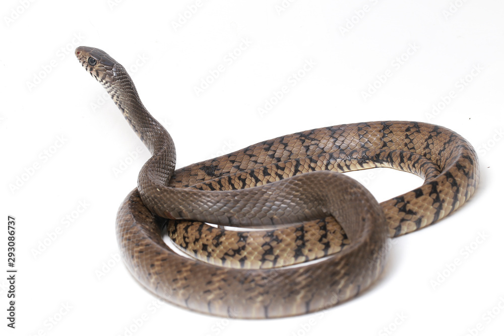 Ptyas mucosa, commonly known as the oriental ratsnake, Indian rat snake ...
