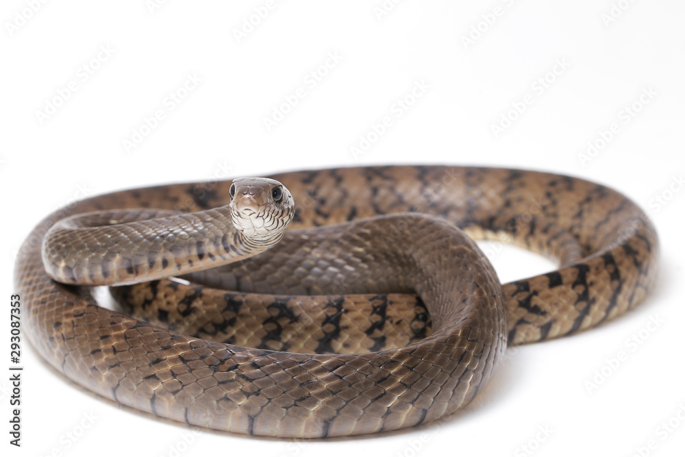 Ptyas mucosa, commonly known as the oriental ratsnake, Indian rat snake ...