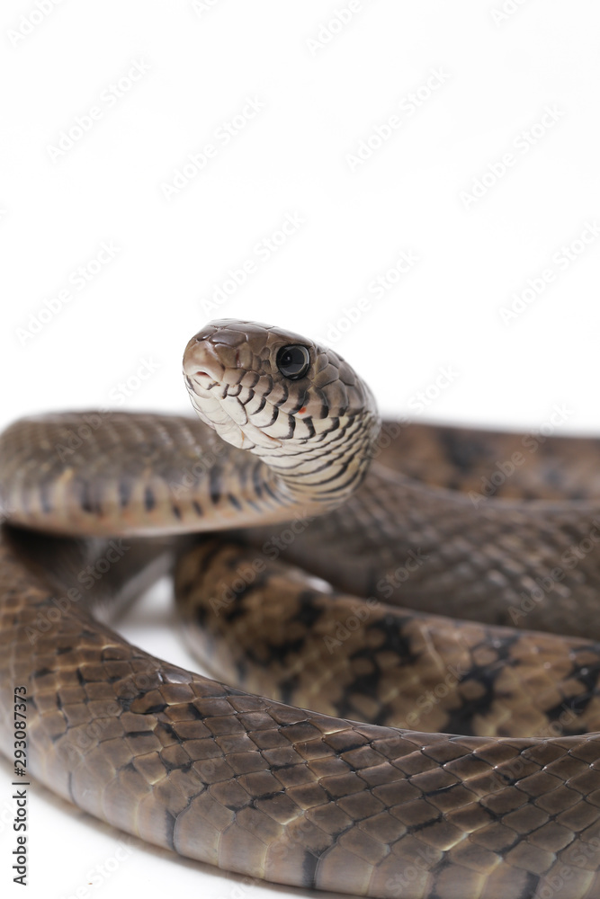 Ptyas mucosa, commonly known as the oriental ratsnake, Indian rat snake ...