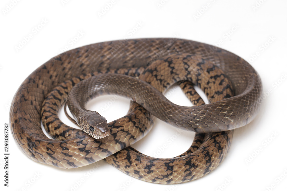 Ptyas mucosa, commonly known as the oriental ratsnake, Indian rat snake ...