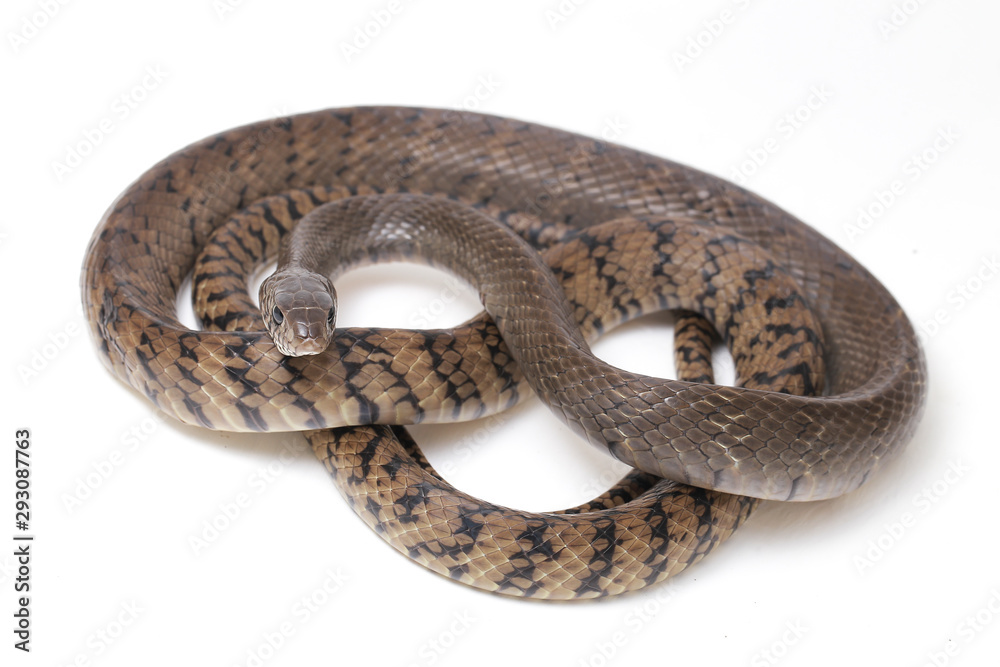 Ptyas mucosa, commonly known as the oriental ratsnake, Indian rat snake ...