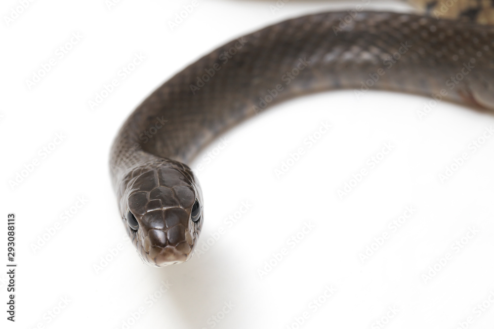 Ptyas mucosa, commonly known as the oriental ratsnake, Indian rat snake ...