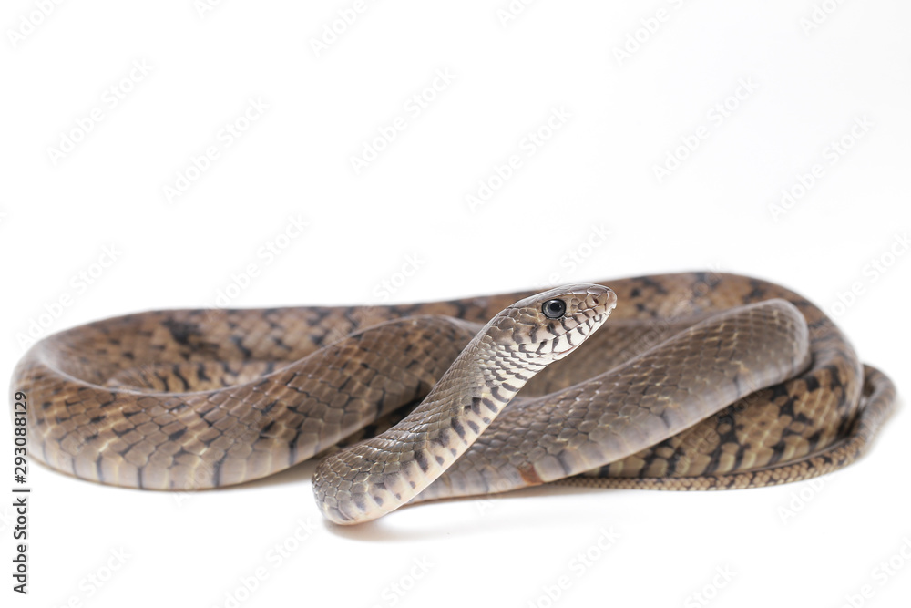 Ptyas mucosa, commonly known as the oriental ratsnake, Indian rat snake ...