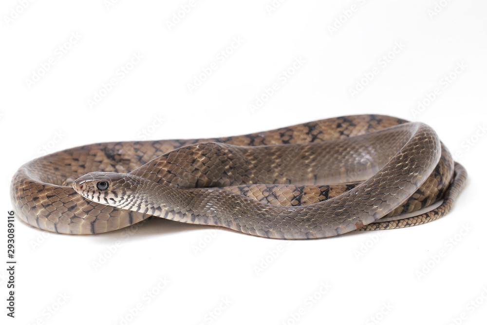 Ptyas mucosa, commonly known as the oriental ratsnake, Indian rat snake ...