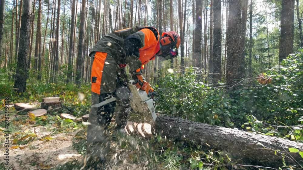 Deforestation, forest cutting concept. Wood is getting sawn by the ...