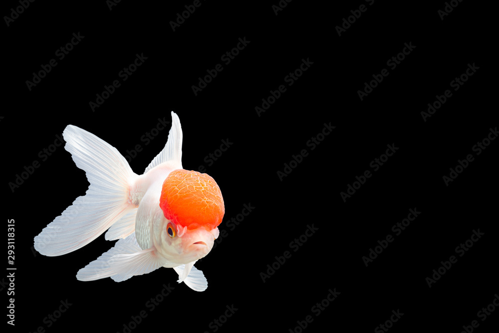 Lionhead Goldfish or Ranchu goldfish, red head, white body Stock Photo ...