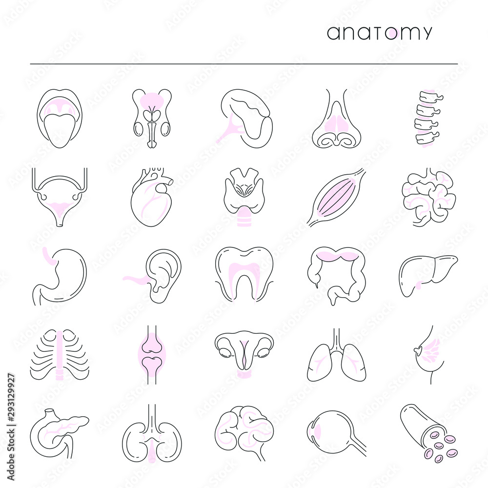 Anatomy icon isolated. Collection of thin line symbols of internal ...