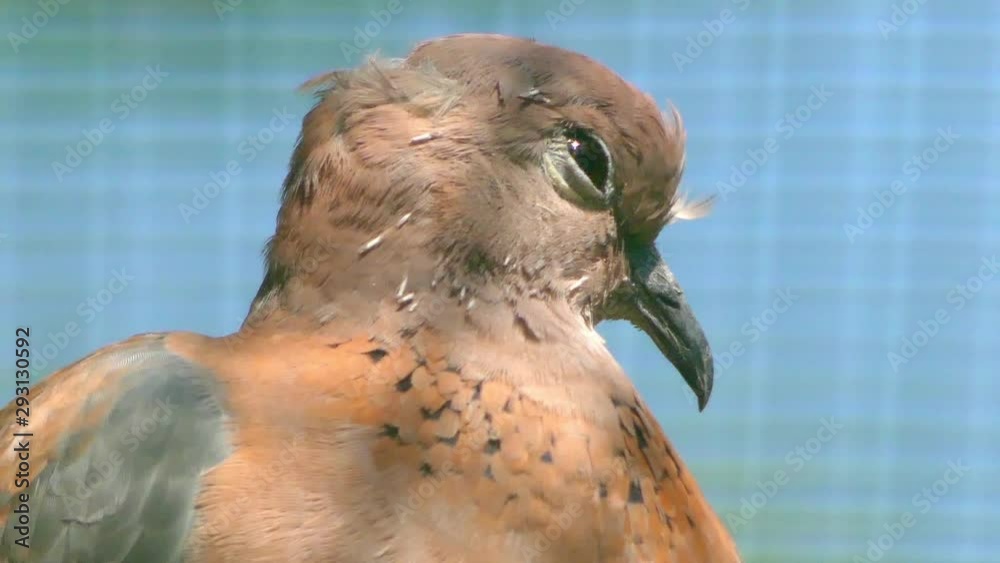 Vidéo Stock Laughing dove (Spilopelia senegalensis) is a small long ...