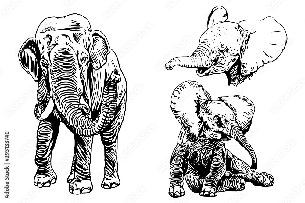Graphical set of elephants isolated on white background,vector ...