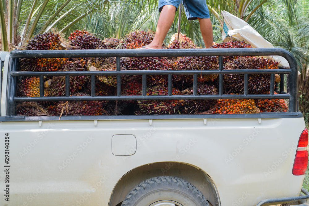 Agriculture: Harvesting oil palm fruits; loading oil palm into truck ...