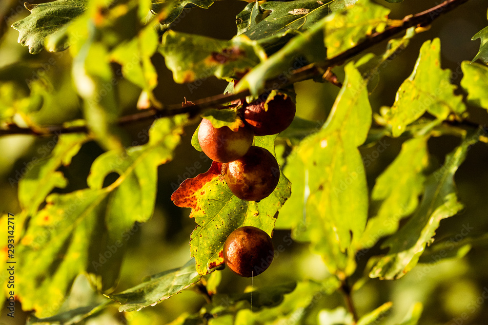 Marble galls on the oak, caused by Gall Wasp Andricus kollari, Stock ...