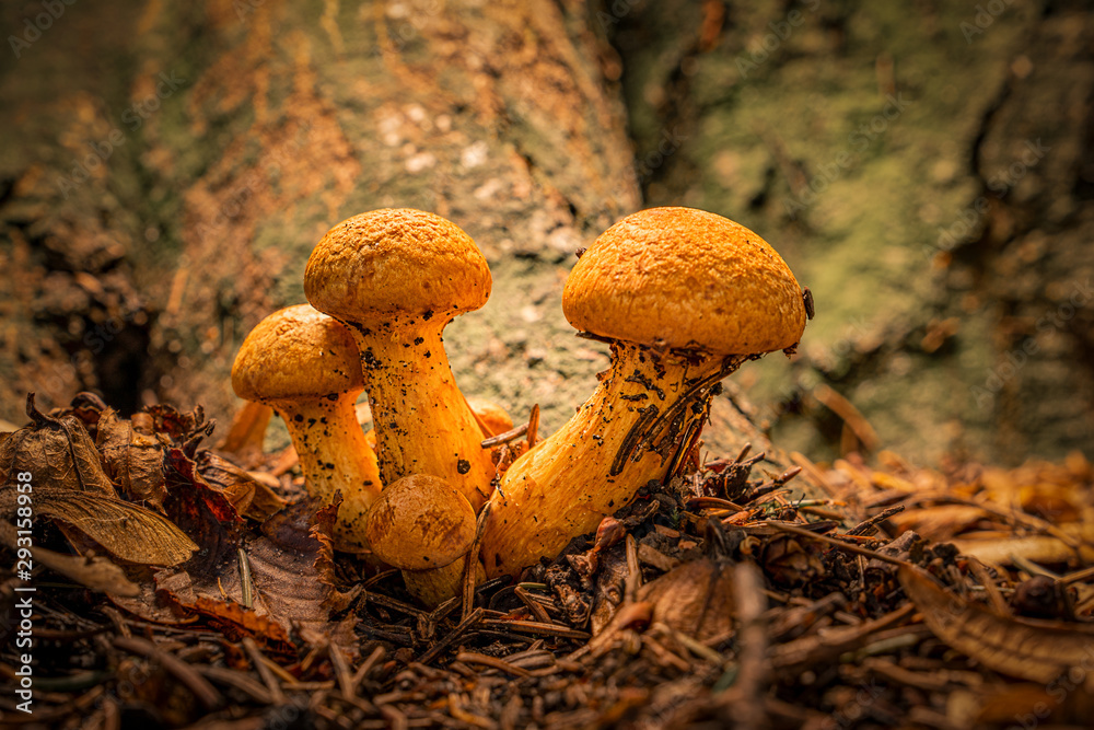 Pilze im Wald Stock Photo | Adobe Stock