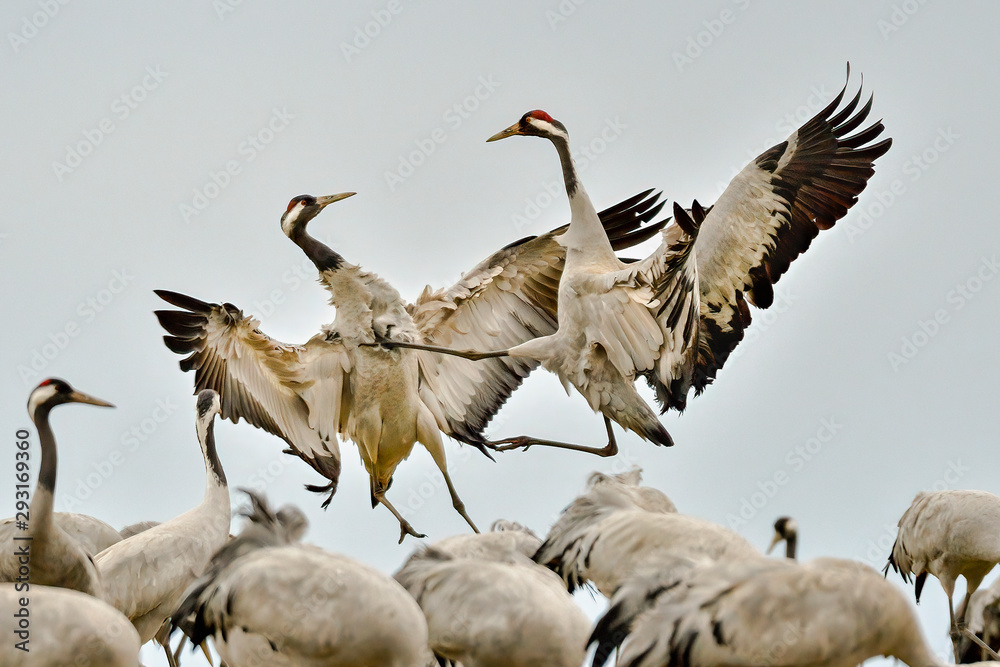 These Cranes really have some power behind these jumping kicks. Stock ...