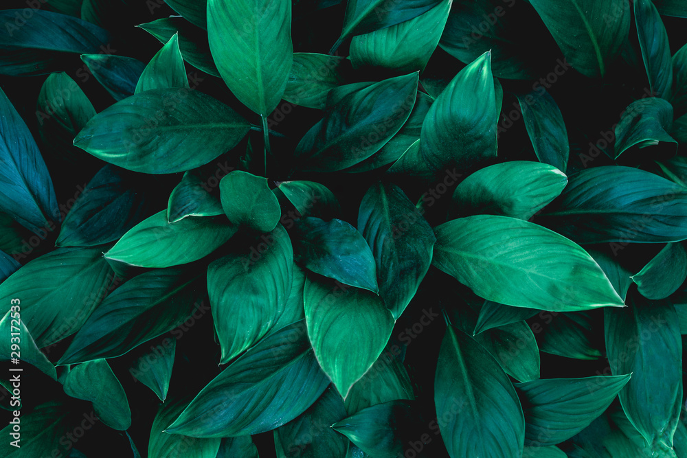 closeup nature view of green leaf in garden, dark wallpaper concept ...