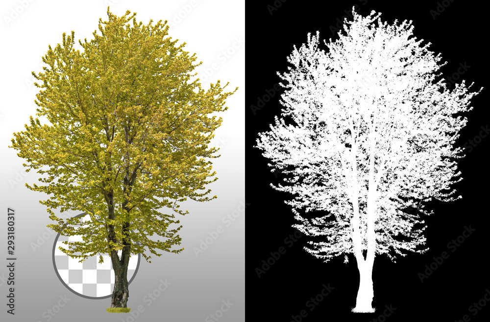 Green tree isolated on transparent background. Deciduous tree in autumn ...