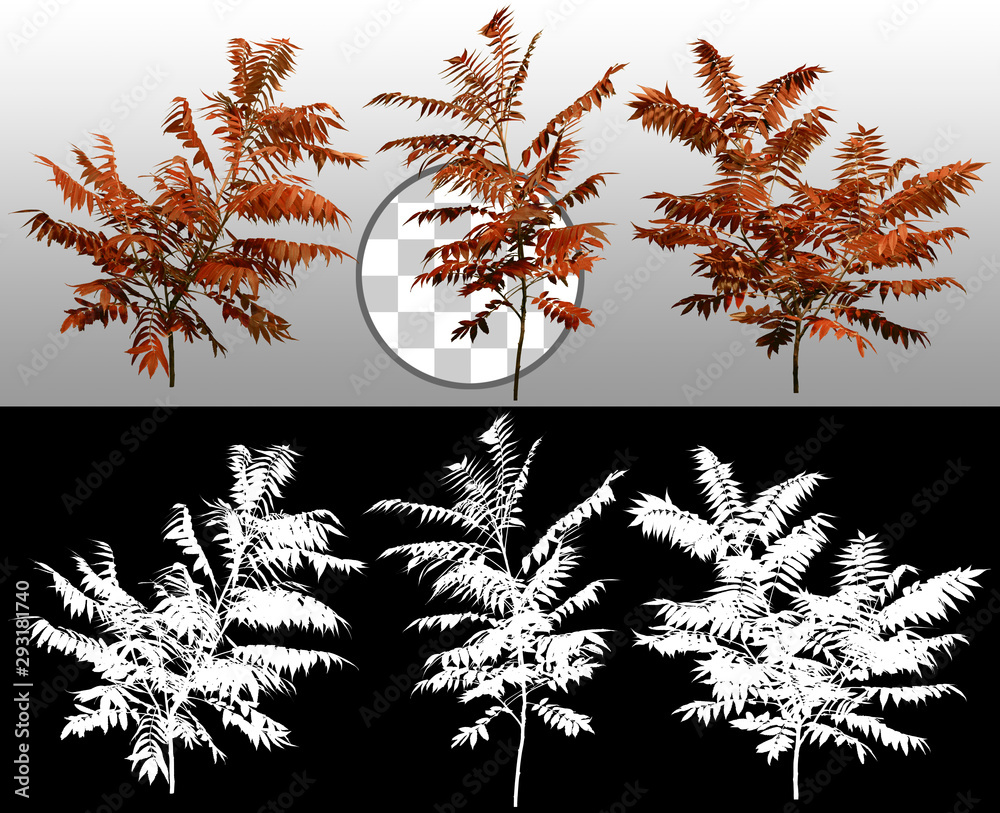 Shrub in fall. Bush of leafy branches. Foliage of plant isolated on ...