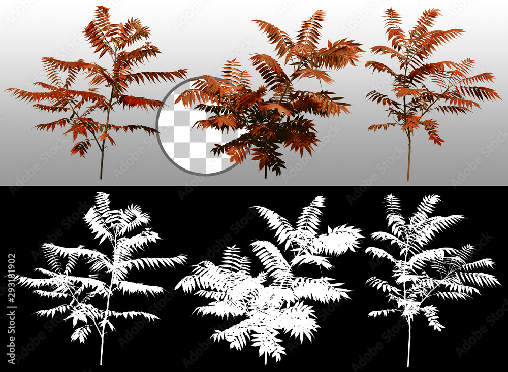 Shrub in fall. Bush of leafy branches. Foliage of plant isolated on ...