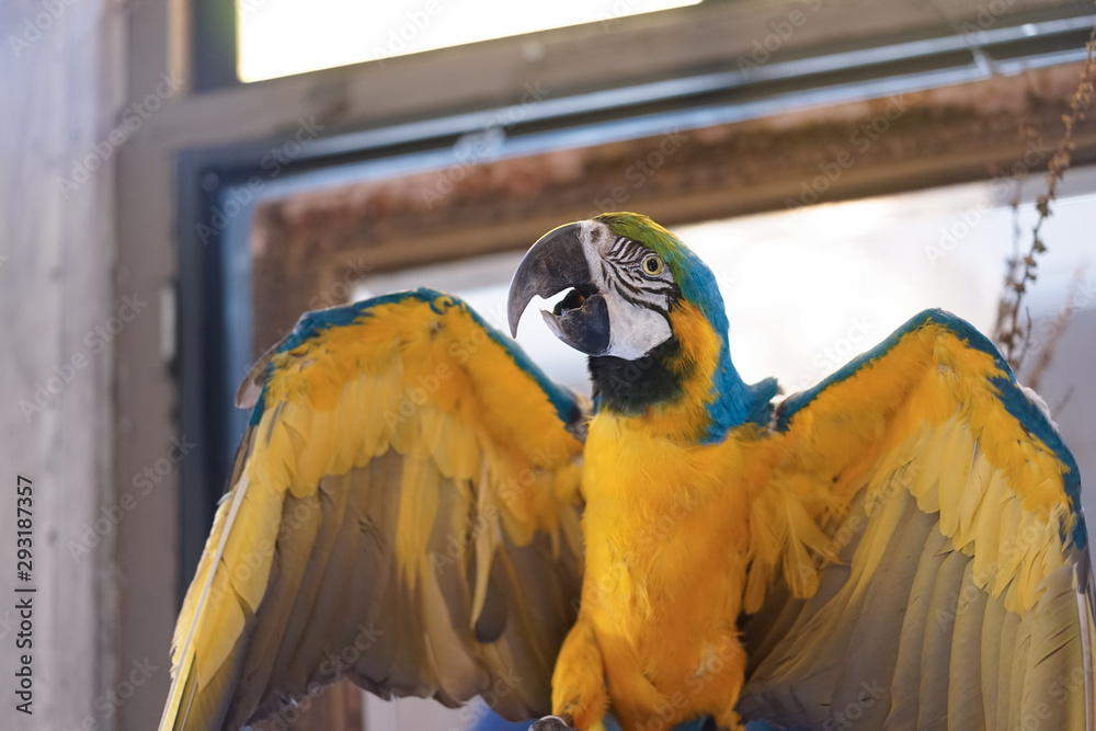 Macaw parrot. A closed up details of a taxidermy bird of macaw parrot ...