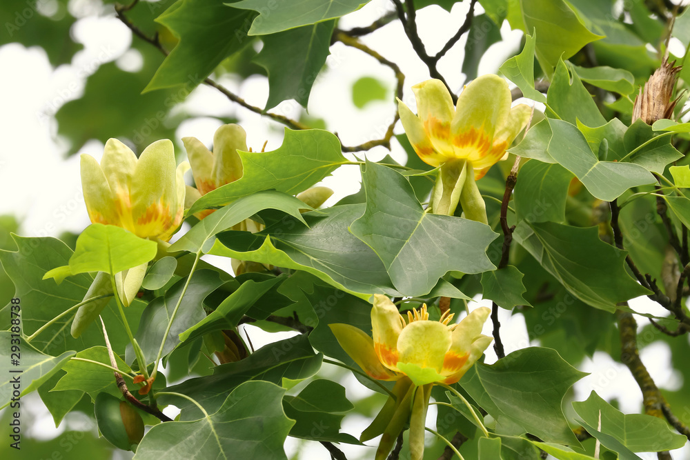 Blute Des Tulpenbaumes