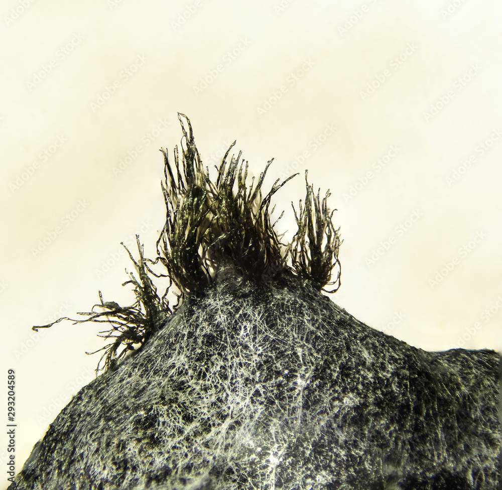 An extremely detailed microscopic view of Botrytis cinerea, plant like ...