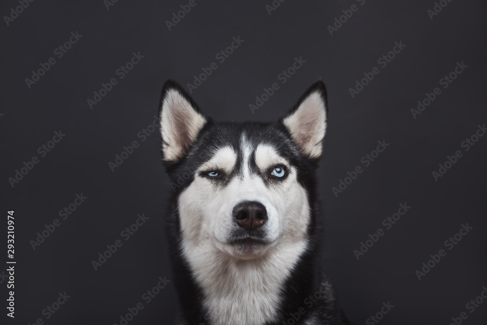 Funny bi-eyed husky dog is looking suspiciously in studio on the black ...