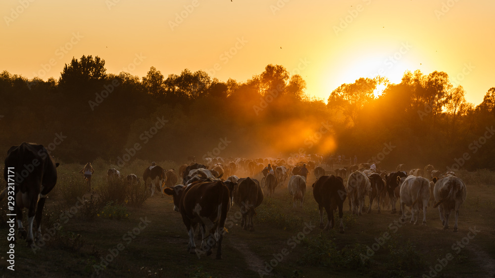 Epic scene of cattle farm - livestock of cows going at meadows pasture ...